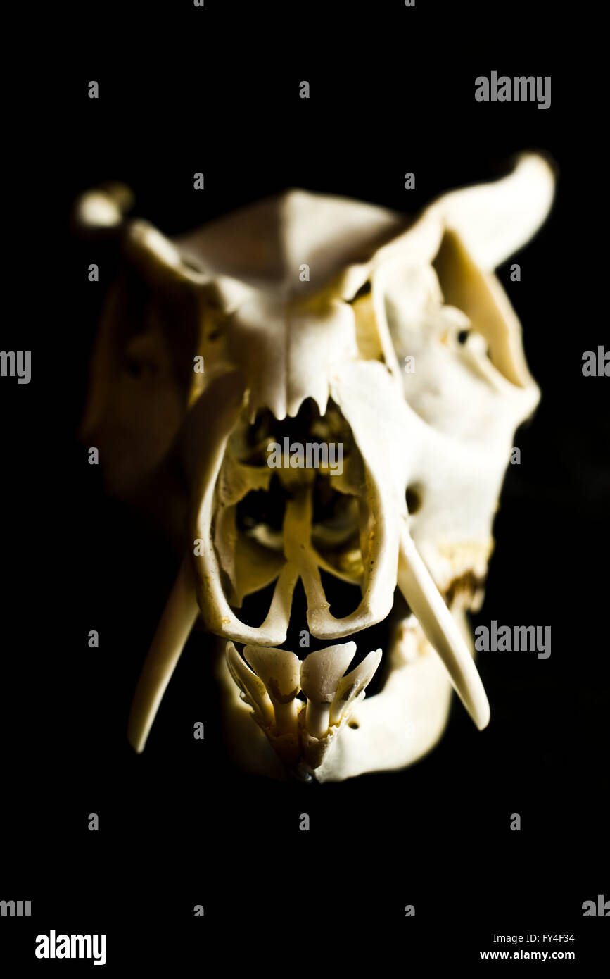 Muntjac Deer Skull on black background Stock Photo - Alamy