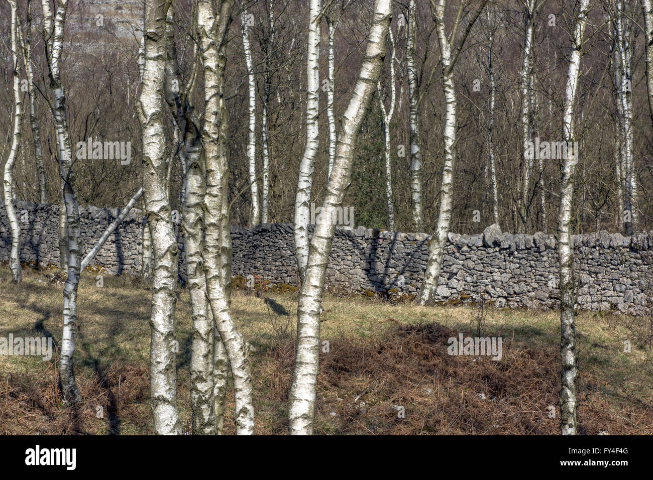 Whitbarrow Scar Stock Photos & Whitbarrow Scar Stock Images - Alamy