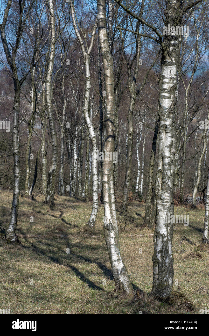 Silver Birch Trees on Whitbarrow Scar Cumbria Stock Photo - Alamy