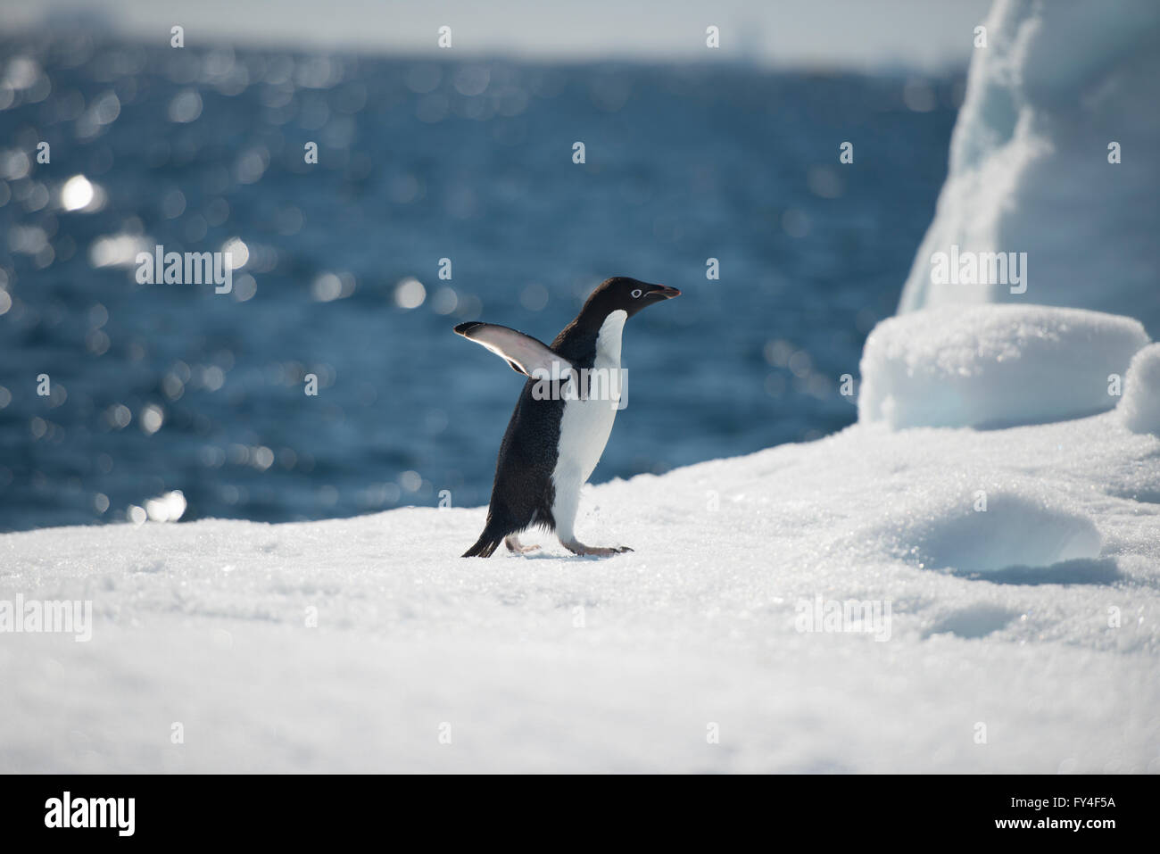 Adelie penguin antarctica hi-res stock photography and images - Alamy