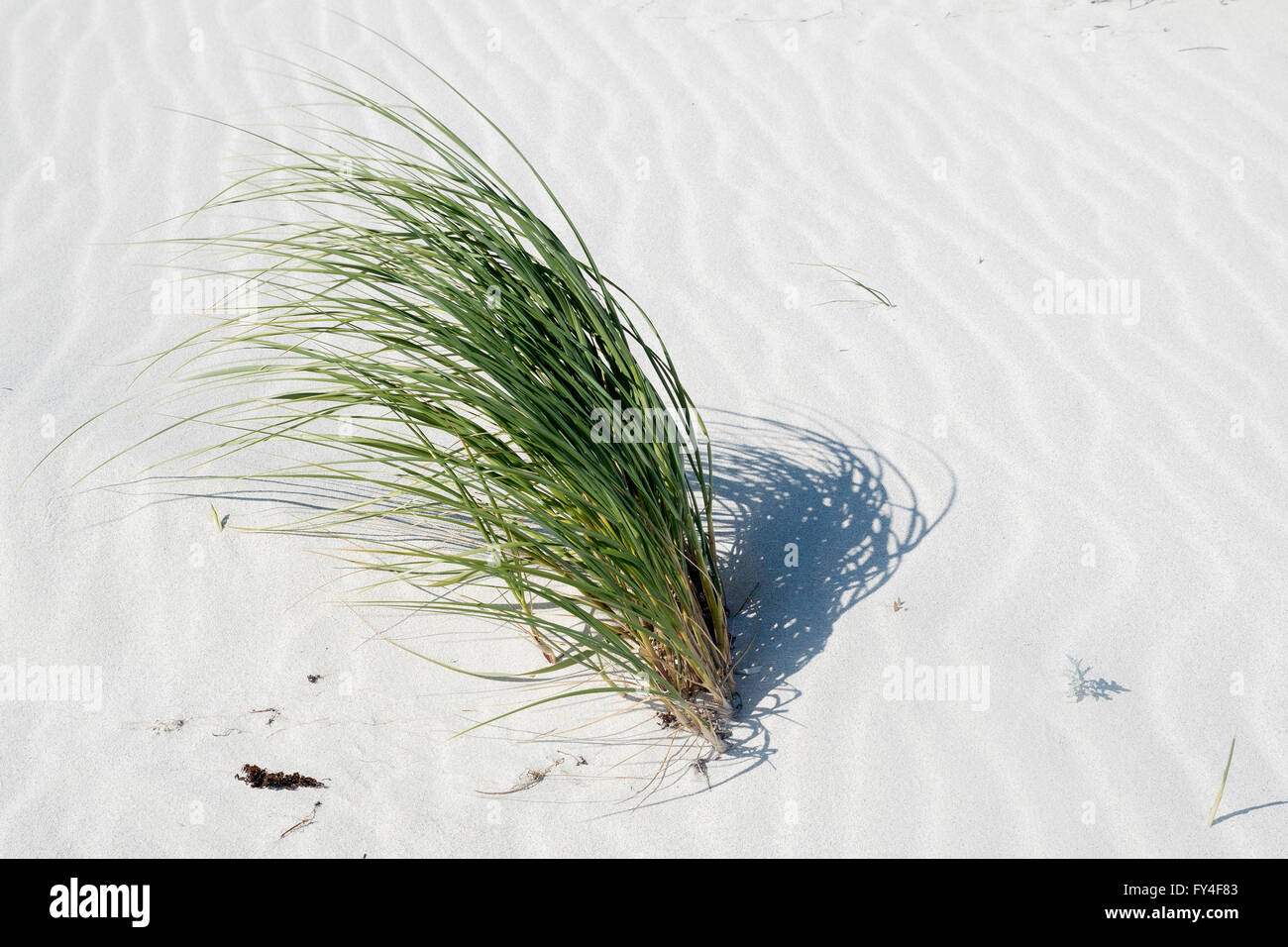 White dune sand hi-res stock photography and images - Alamy