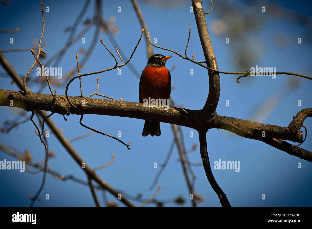 Robin in the Tree Stock Photo - Alamy