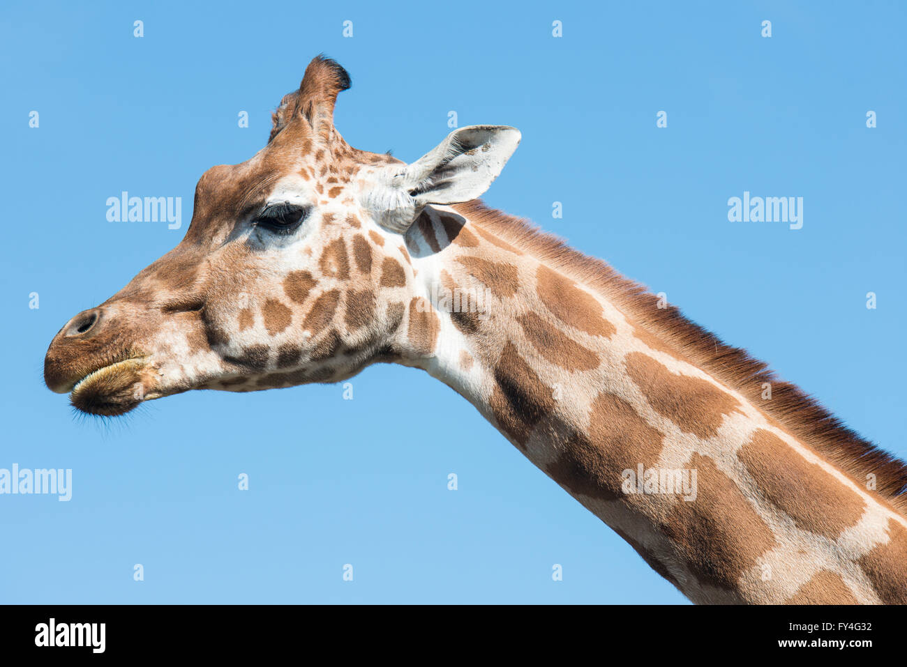 Giraffe head in profile Stock Photo - Alamy