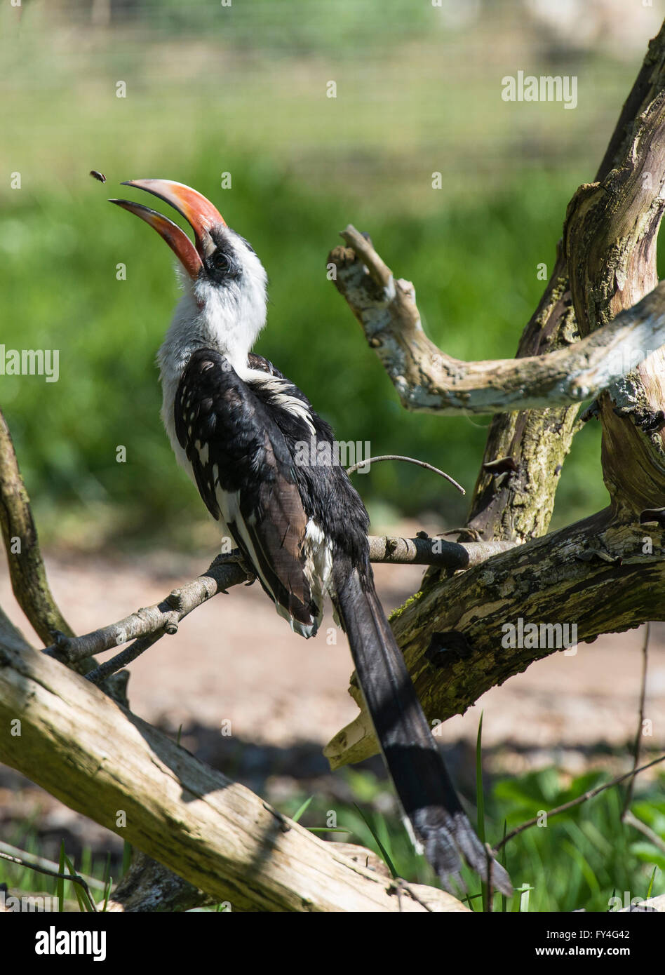 Bird catching insect hi-res stock photography and images - Alamy