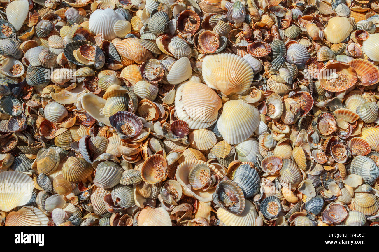 Seashells background. Many sea shells on a beach summer background ...