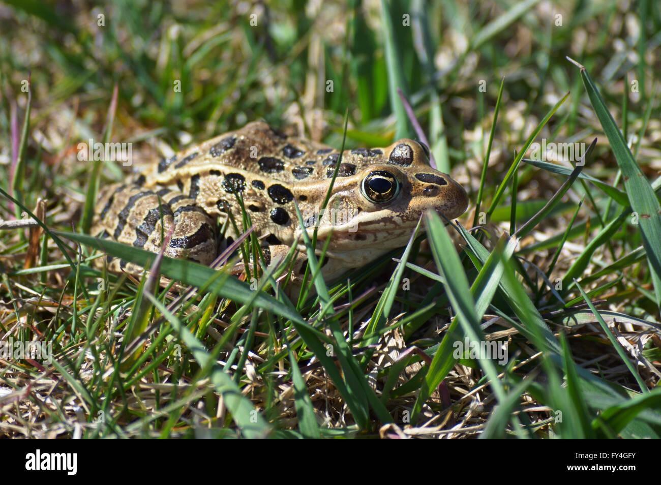 Leopard toad hi-res stock photography and images - Alamy