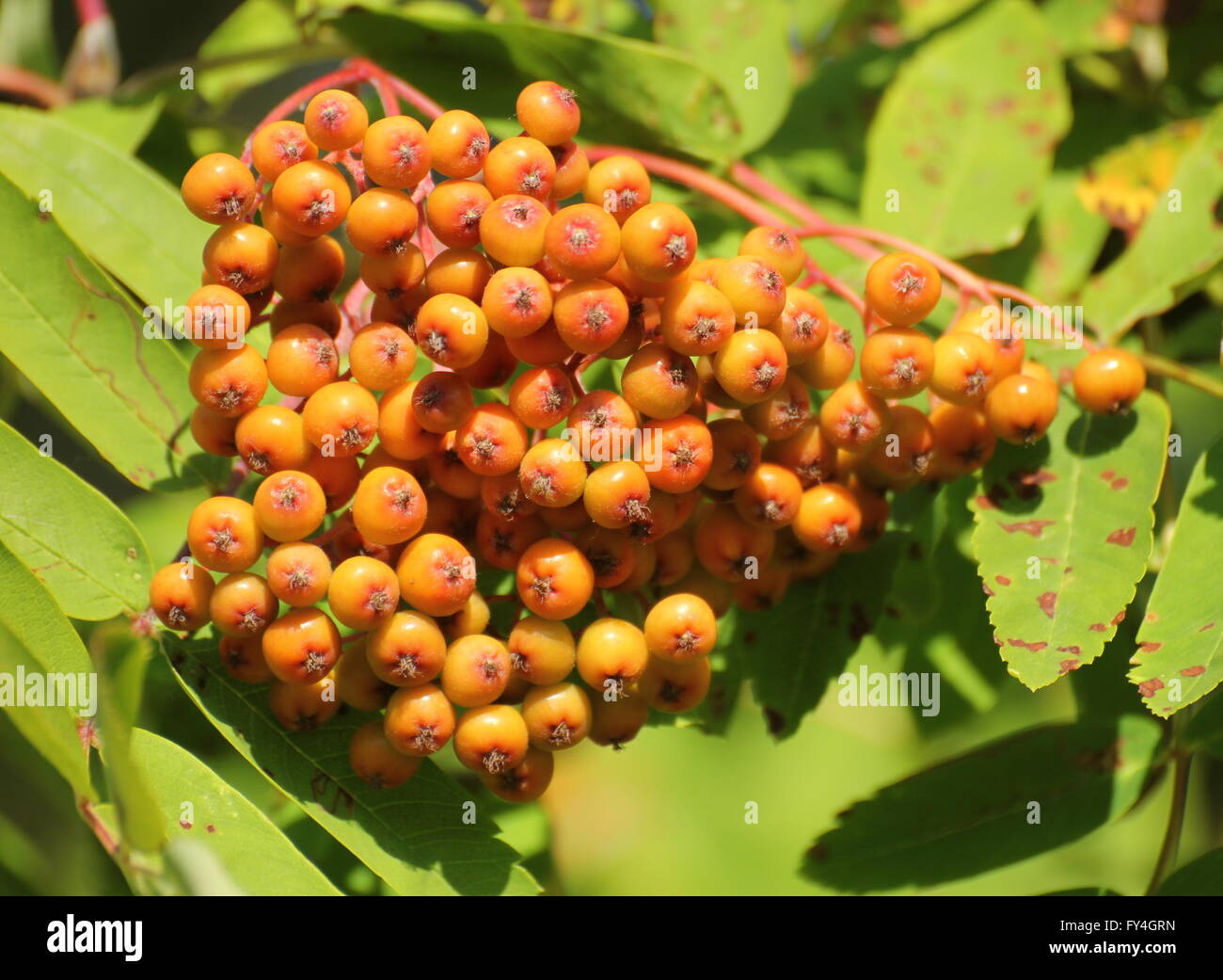 Orange berries from a rowan tree (Sorbus aucuparia Stock Photo - Alamy