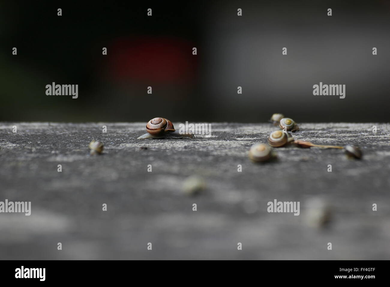 Big group of slugs on a stone in rainy weather Stock Photo - Alamy