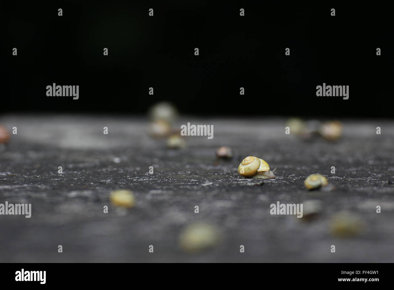 Group of slug hi-res stock photography and images - Alamy