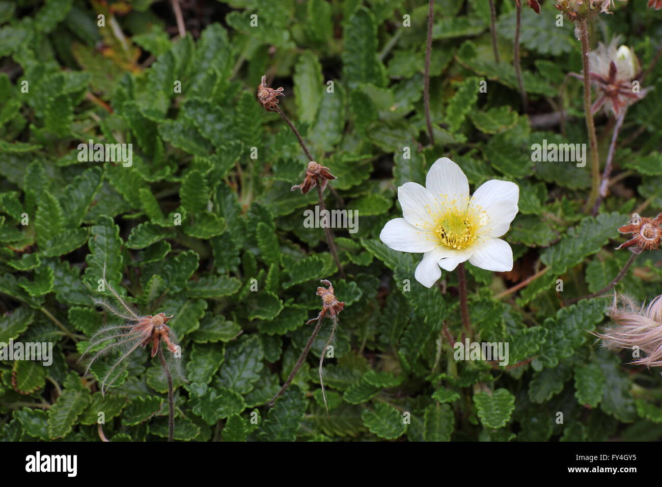 White dryad (Dryas octopetala) blossom Stock Photo - Alamy