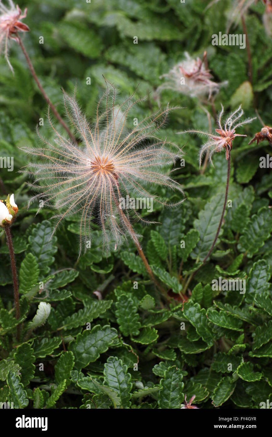 White dryad (Dryas octopetala) seeds Stock Photo - Alamy