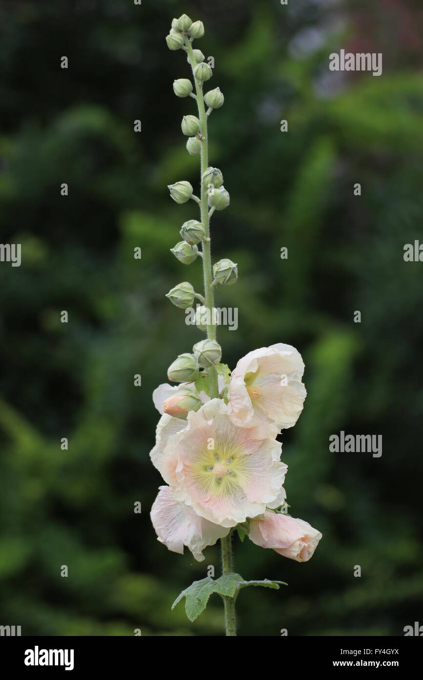 Common hollyhock (Alcea rosea) in a garden Stock Photo - Alamy
