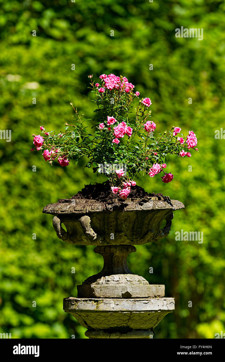 Pink Roses growing from a concrete stand Stock Photo - Alamy