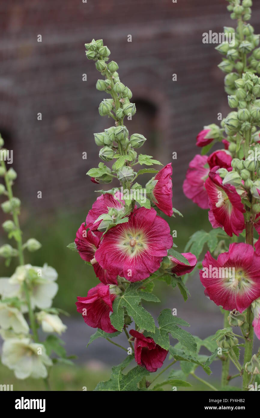 Common hollyhock (Alcea rosea) in a garden Stock Photo - Alamy