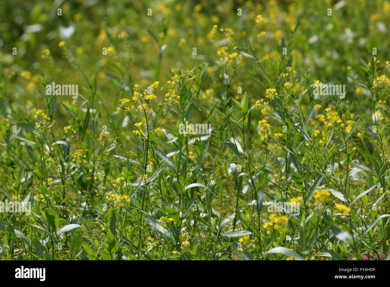 Bunias orientalis with blossoms Stock Photo - Alamy