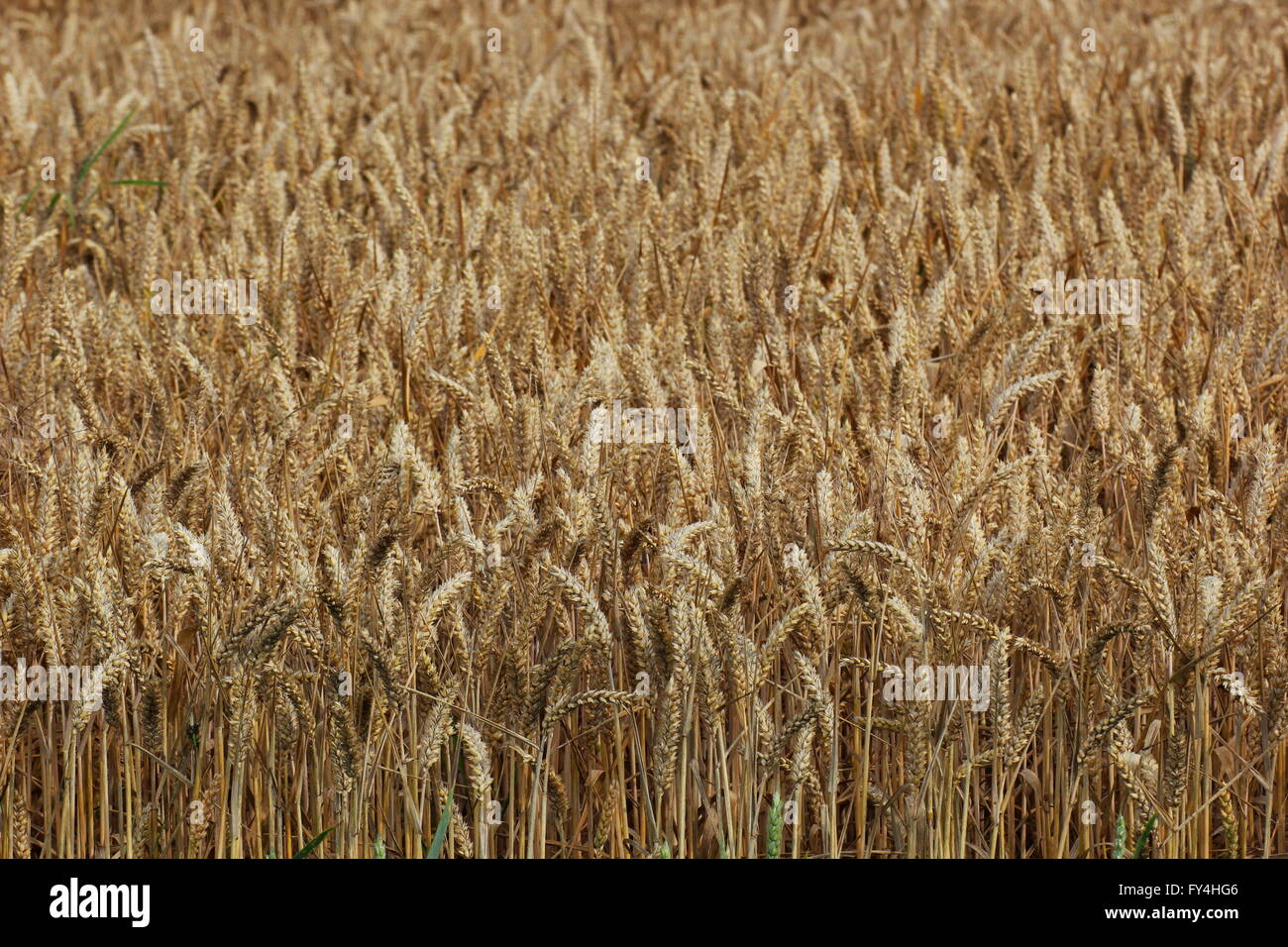 Wheat field with spikes and stems at the bottom Stock Photo - Alamy
