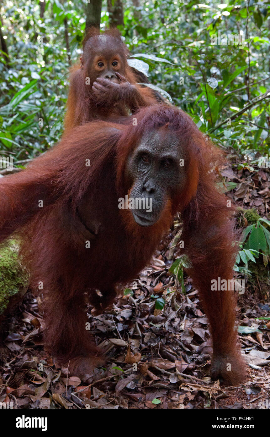 Orangutan, Tanjung Puting, Kalimantan, Borneo, Indonesia Stock Photo ...