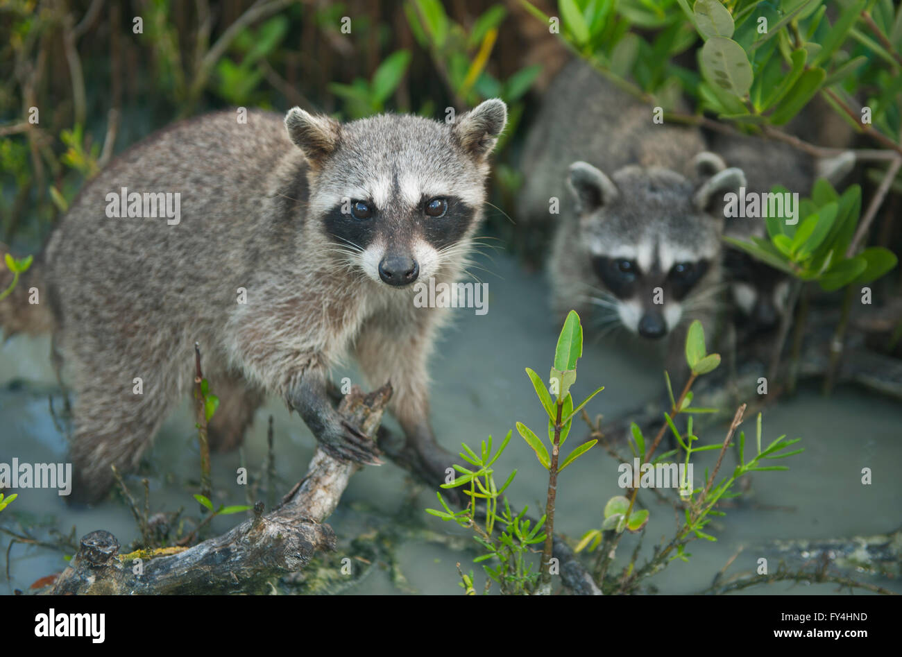 Pygmy Raccoon (Procyon pygmaeus) Critically endangered, Cozumel Island ...