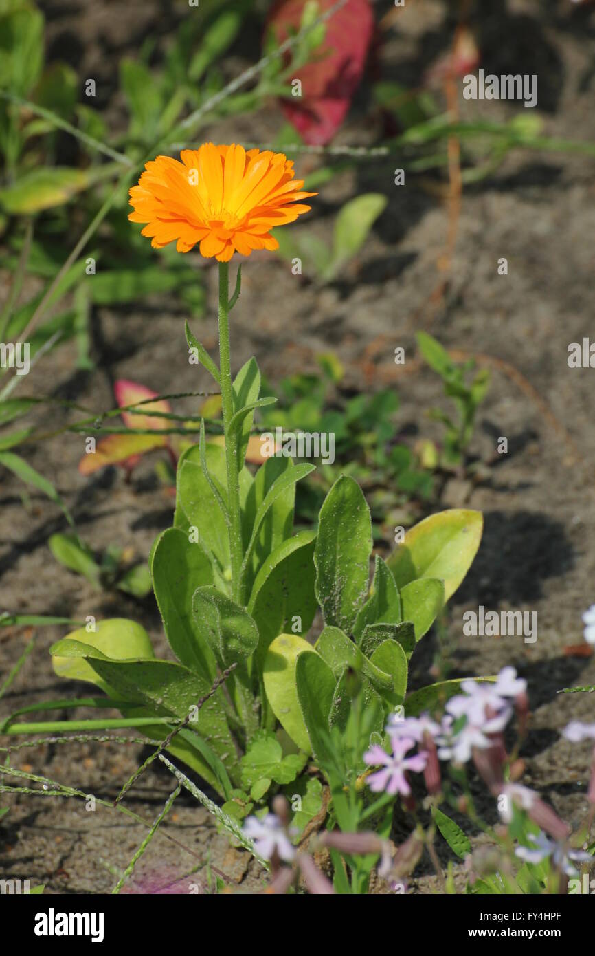 Common marigold hi-res stock photography and images - Alamy