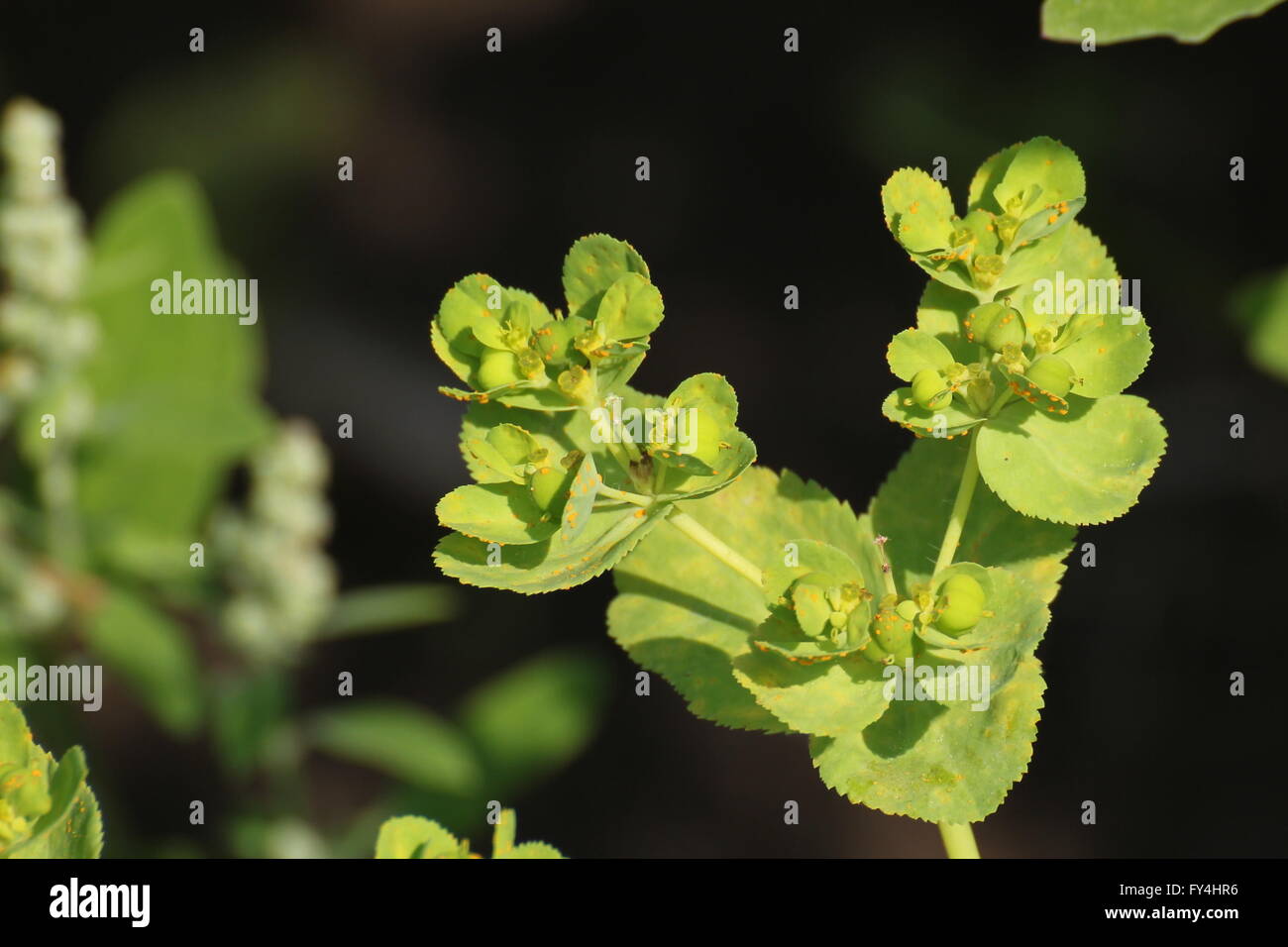 Sun spurge (Euphorbia helioscopia) blossoms Stock Photo - Alamy