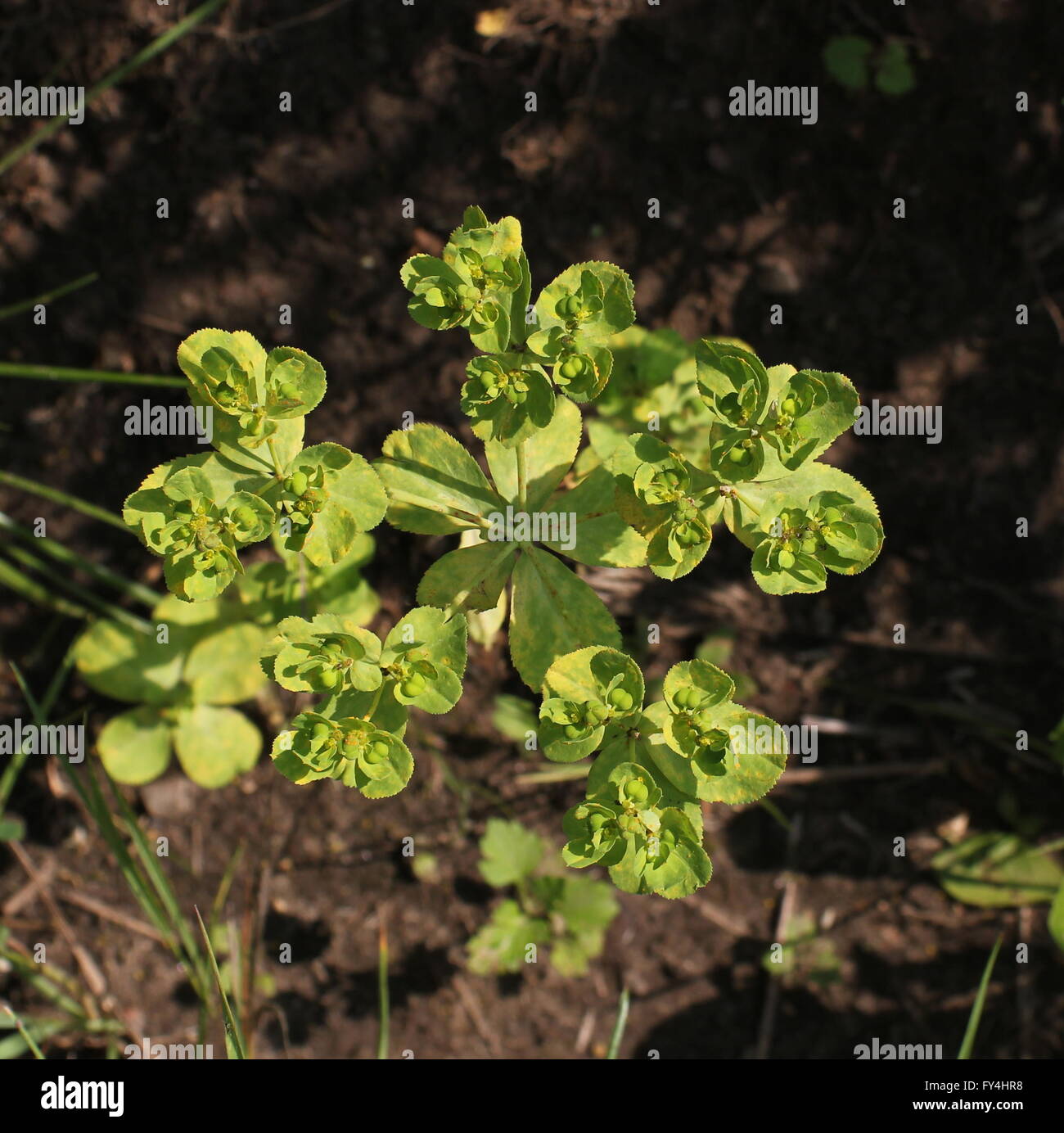 Sun spurge (Euphorbia helioscopia) directly from above Stock Photo - Alamy