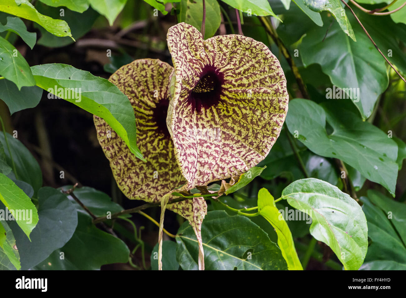 Pelican Flower Pipevine (Aristolochia grandifloris) in tropical forest ...