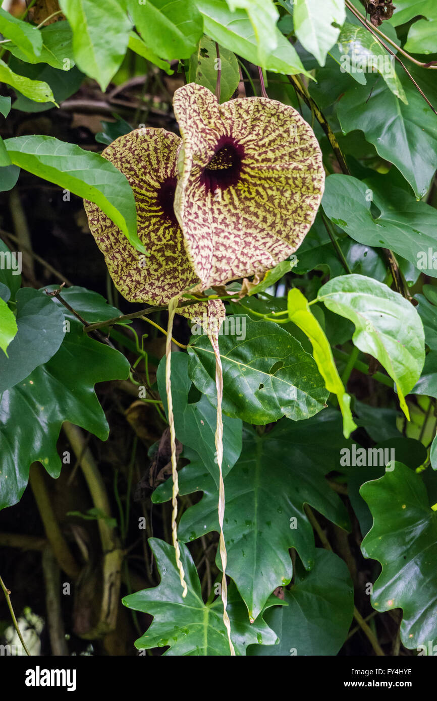 Pelican Flower Pipevine (Aristolochia grandifloris) in tropical forest ...