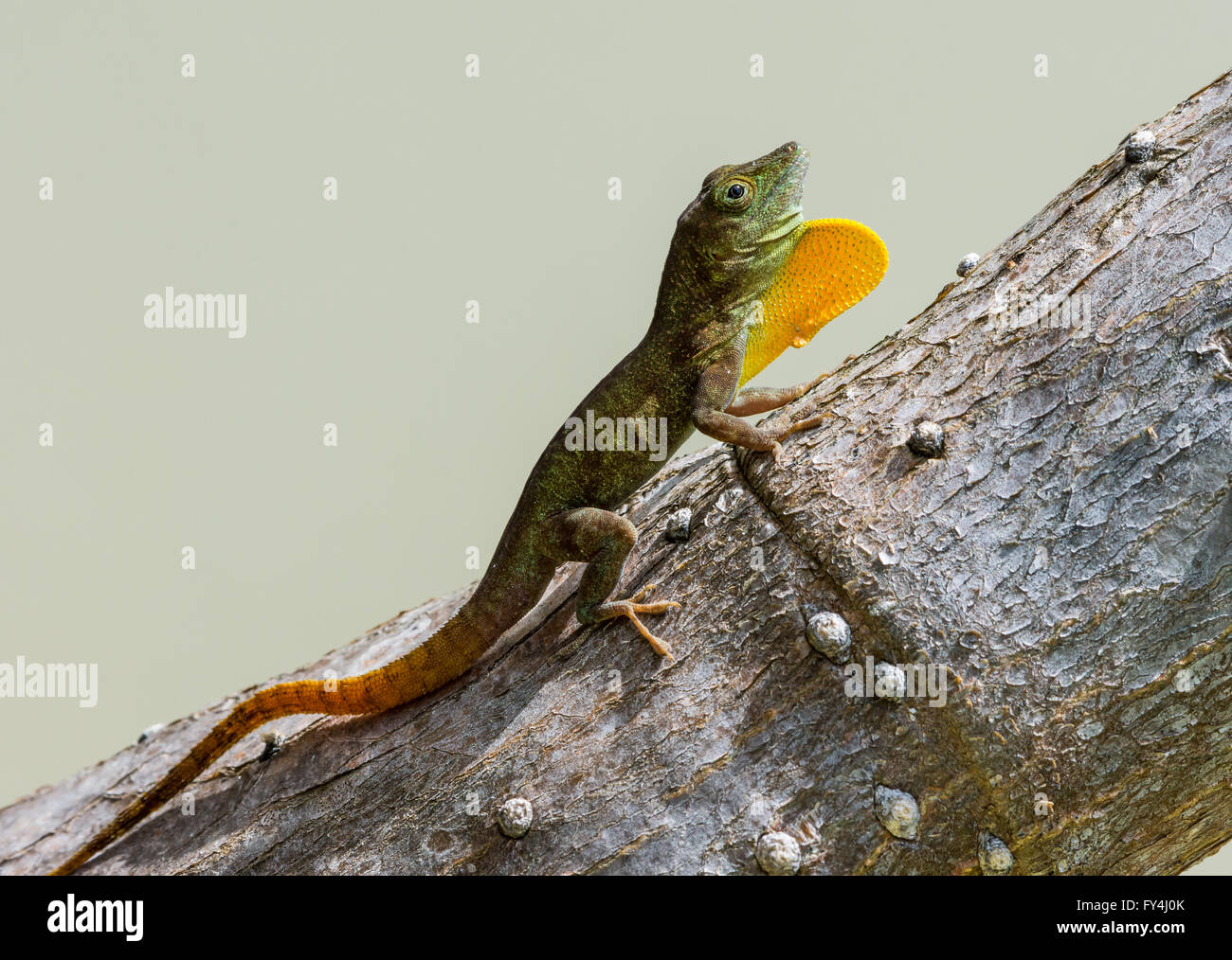 A Jamaican Giant Anole (Anolis grahami) displaying colorful dewlap ...