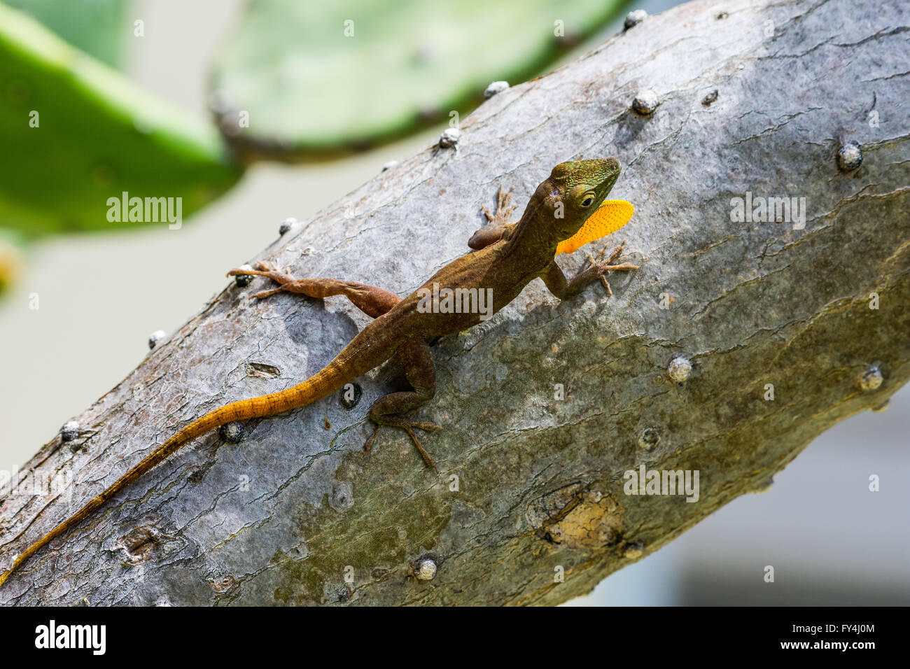 A Jamaican Giant Anole (Anolis grahami) displaying dewlap. Jamaica ...