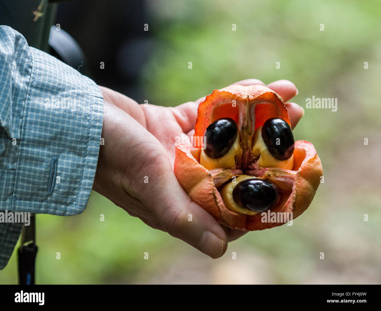 Ripe ackee fruit blighia sapida hi-res stock photography and images - Alamy