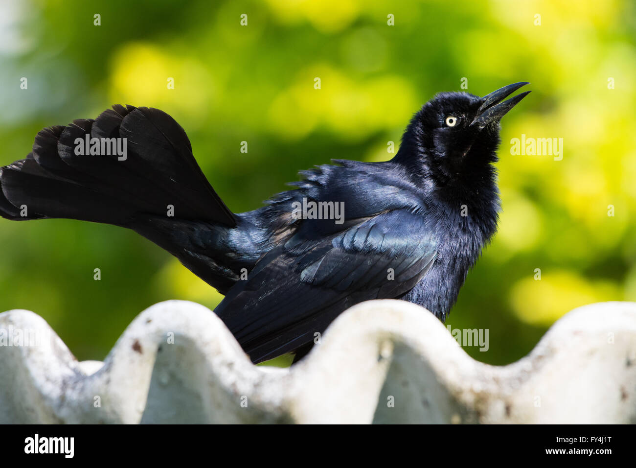 A Greater Antillean Grackle (Quiscalus niger) enjoy a dip in the bird ...