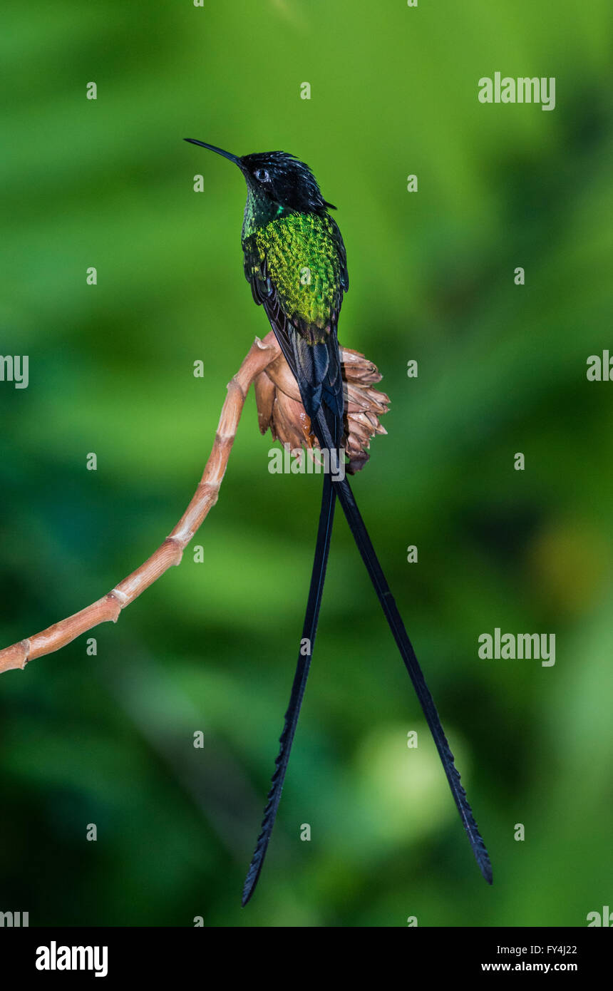 An endemic species Black-billed Streamertail Hummingbird (Trochilus ...