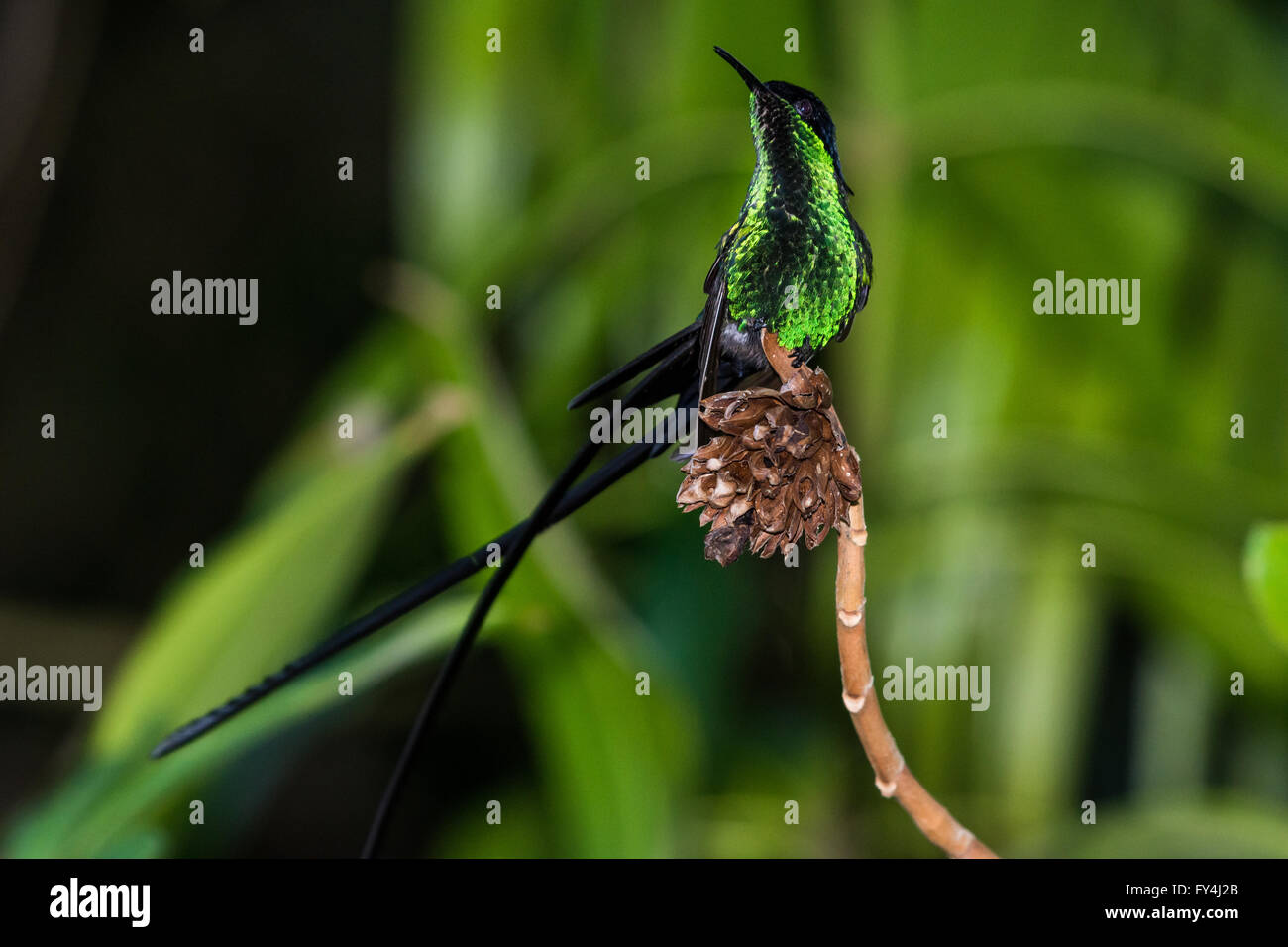 An endemic species Black-billed Streamertail Hummingbird (Trochilus ...