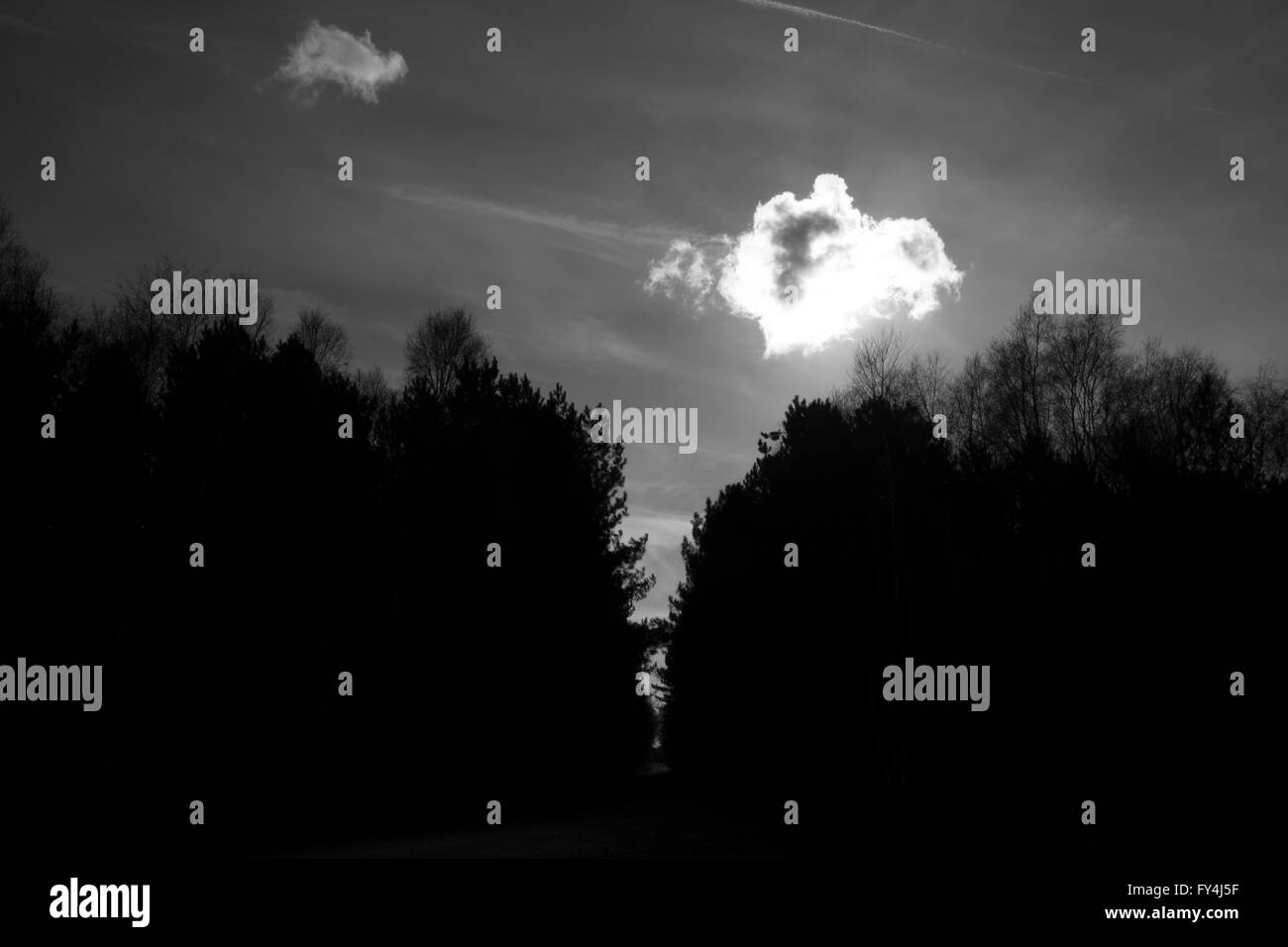 Rendlesham Forest, Woodbridge, Suffolk, England Stock Photo - Alamy