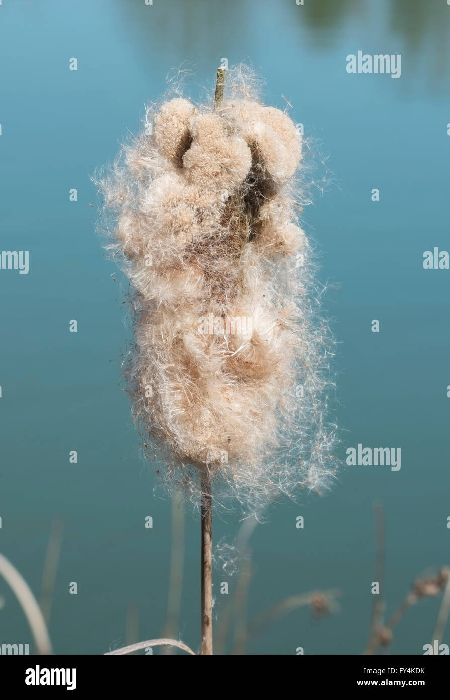 Bulrush hi-res stock photography and images - Alamy