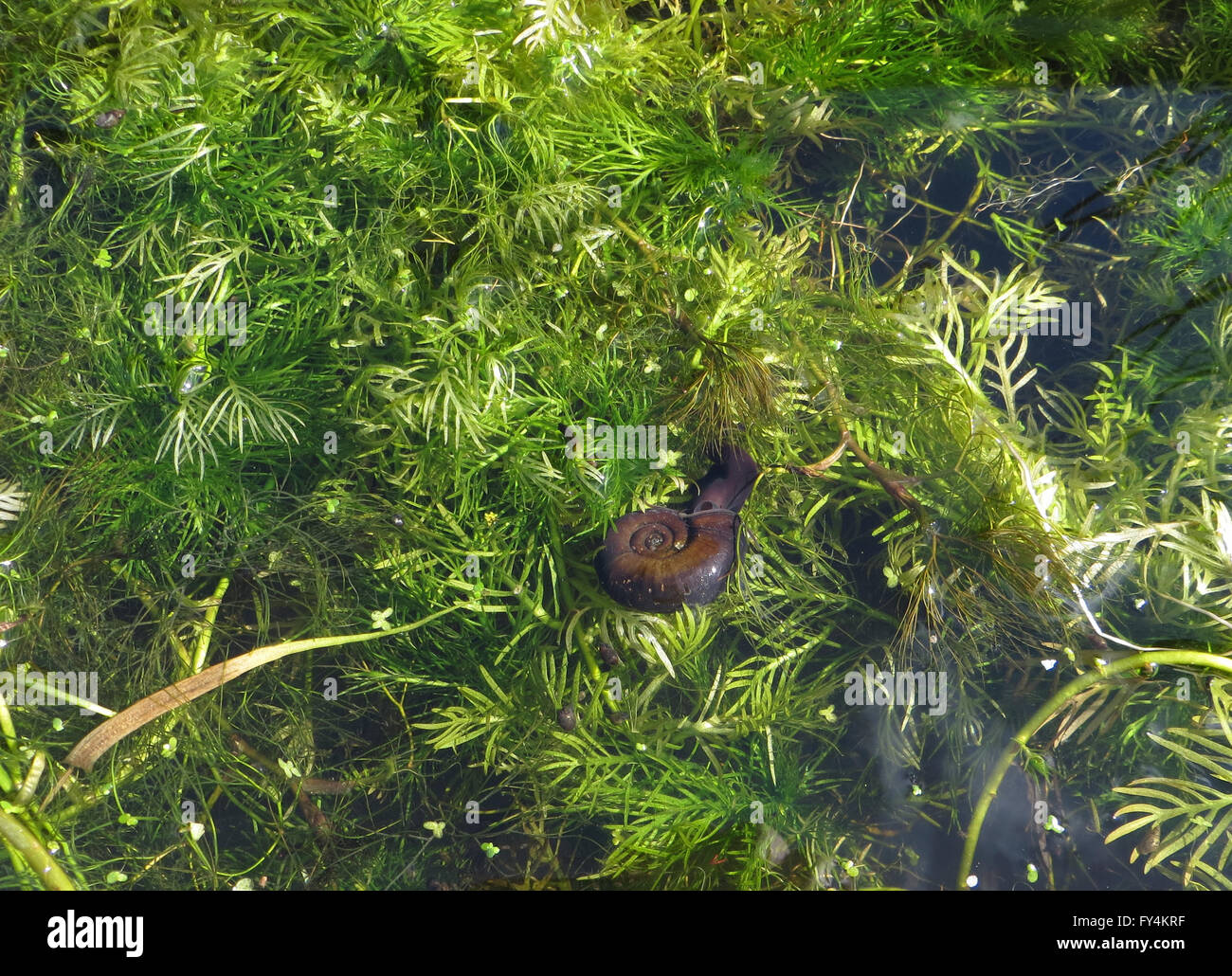 Ramshorn snail hi-res stock photography and images - Alamy