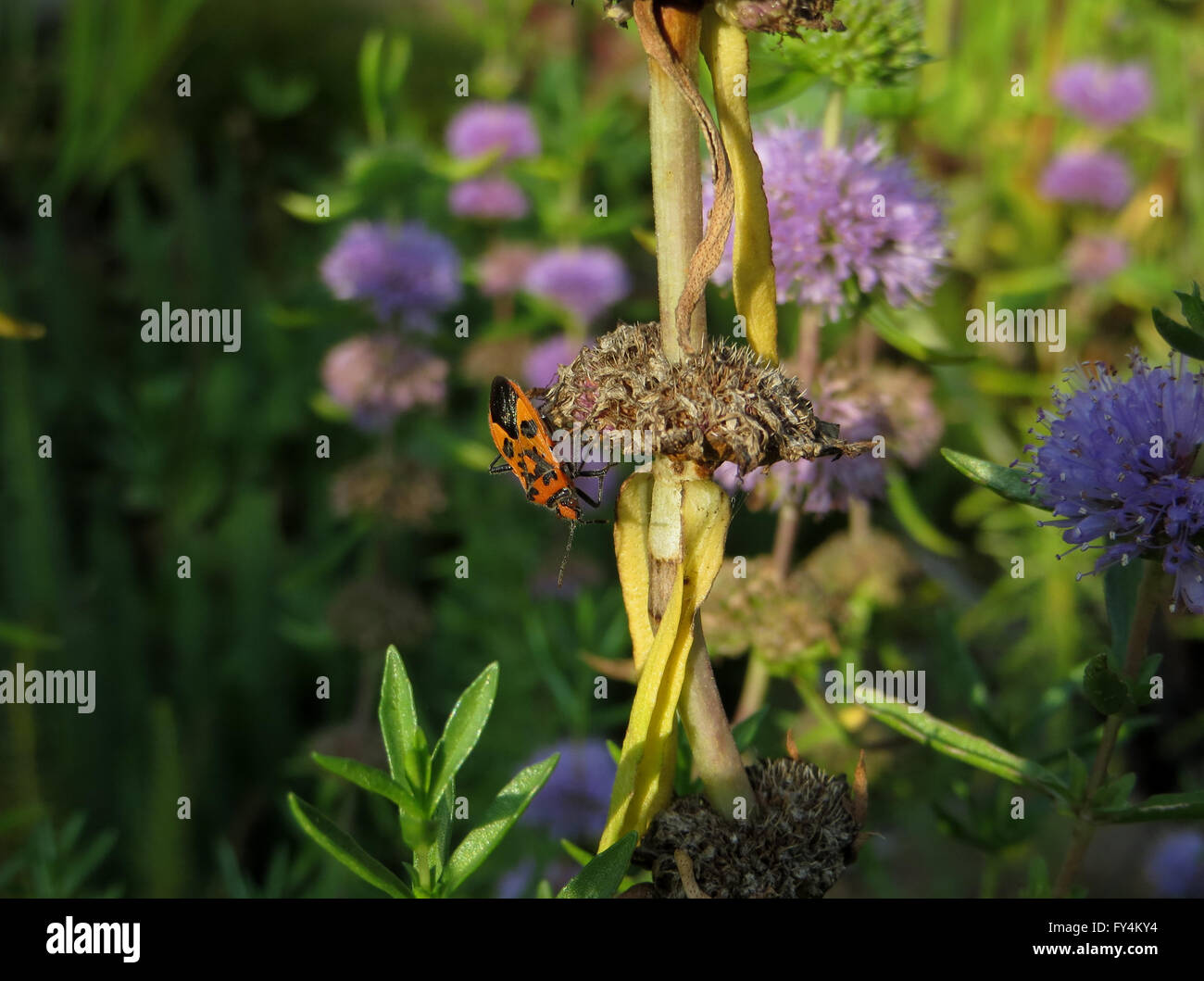 Side-dorsal view of cinnamon bug (Corizus hyoscyami) on dead water ...