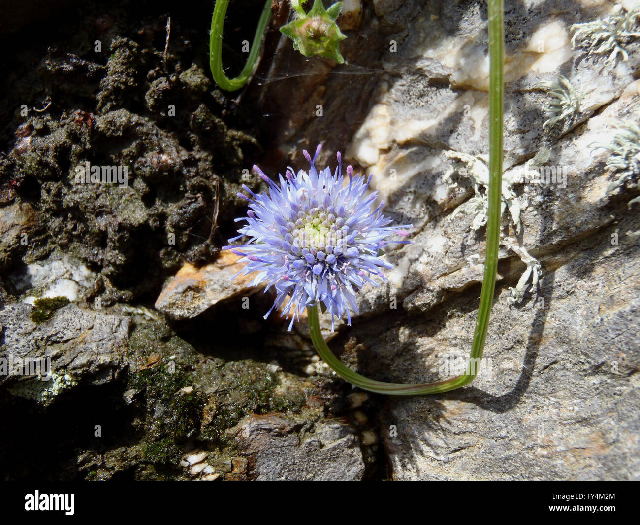 Sunlit sheep's bit scabious (Jasione montana) on a rocky cliff face ...