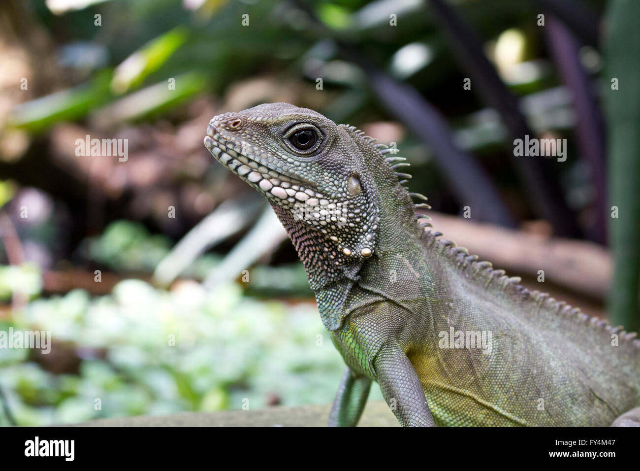 Chinese Water Lizard Basking on Wood Stock Photo - Alamy