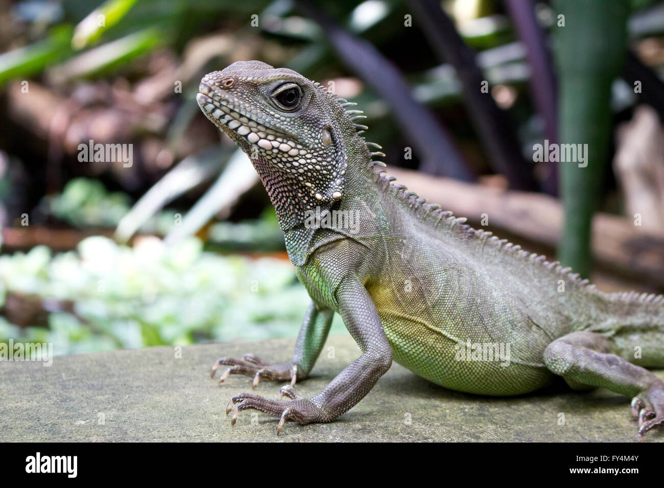 Chinese Water Lizard Basking on Wood Stock Photo - Alamy