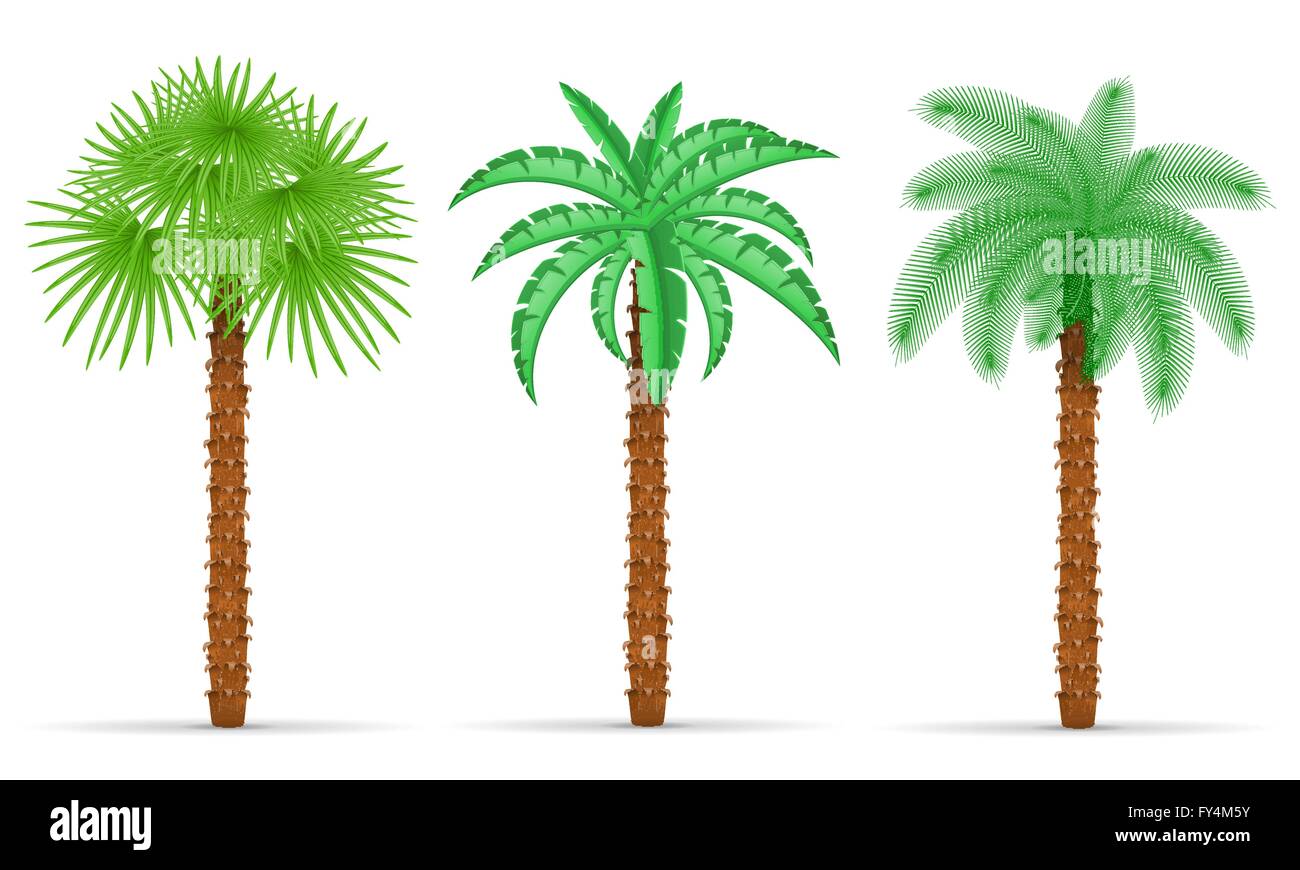 palm tree vector illustration isolated on white background Stock Vector ...