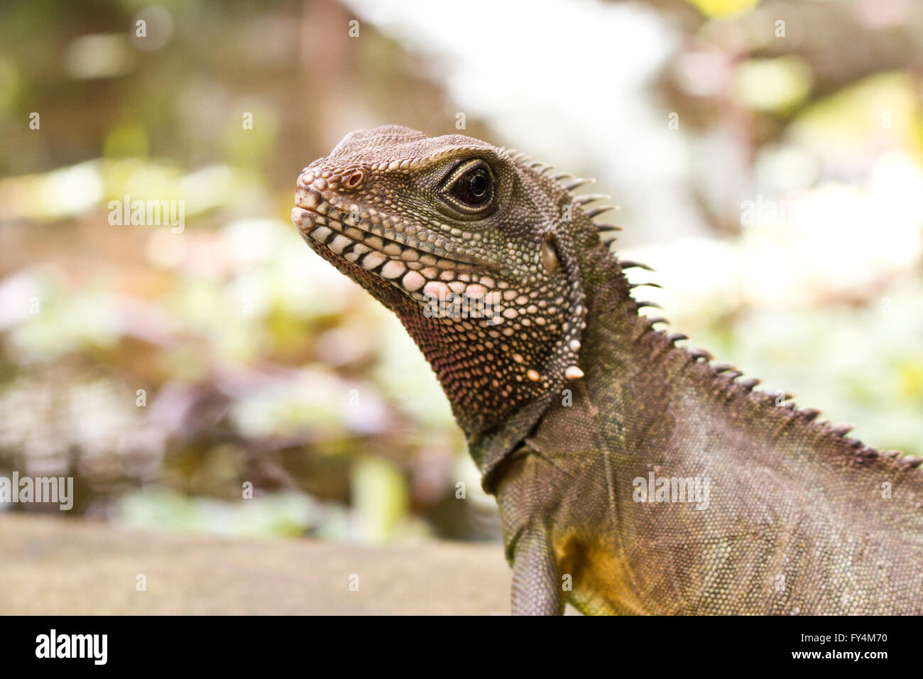 Chinese Water Lizard Basking on Wood Stock Photo - Alamy