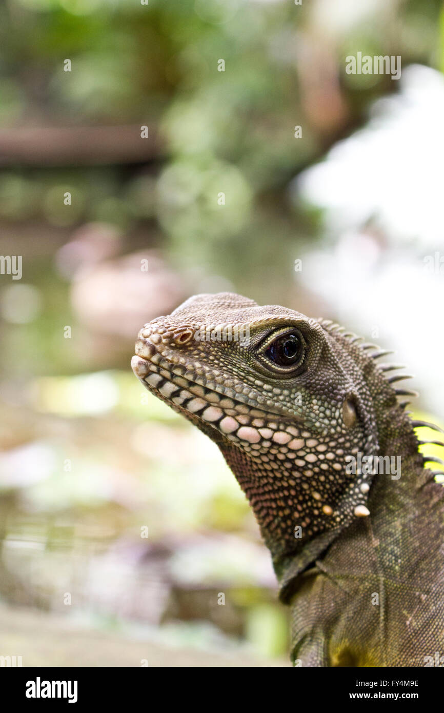 Lazing lizard hi-res stock photography and images - Alamy