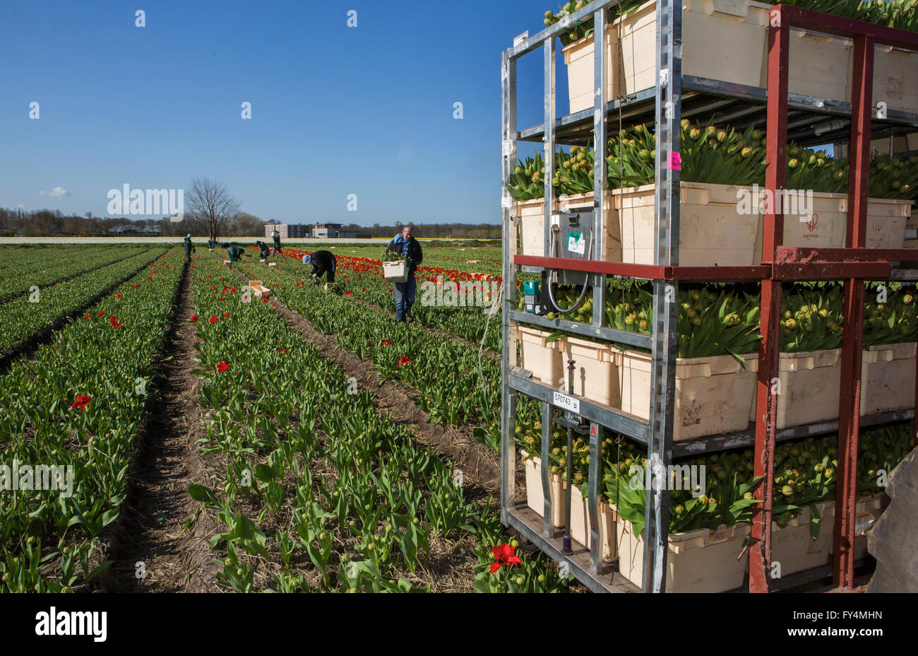 Tractor in tulip fields hi-res stock photography and images - Alamy