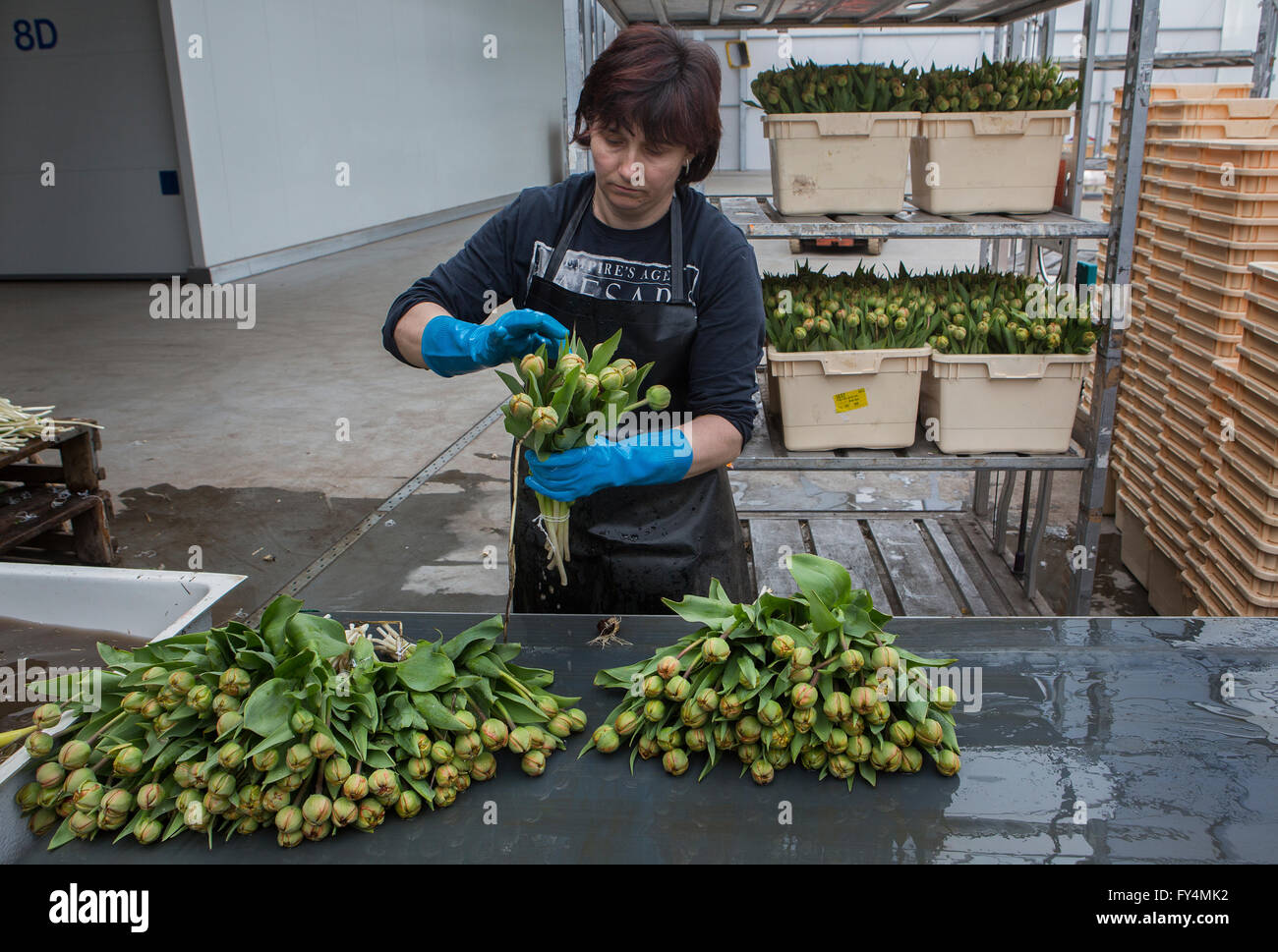 Female immigrant factory worker hi-res stock photography and images - Alamy
