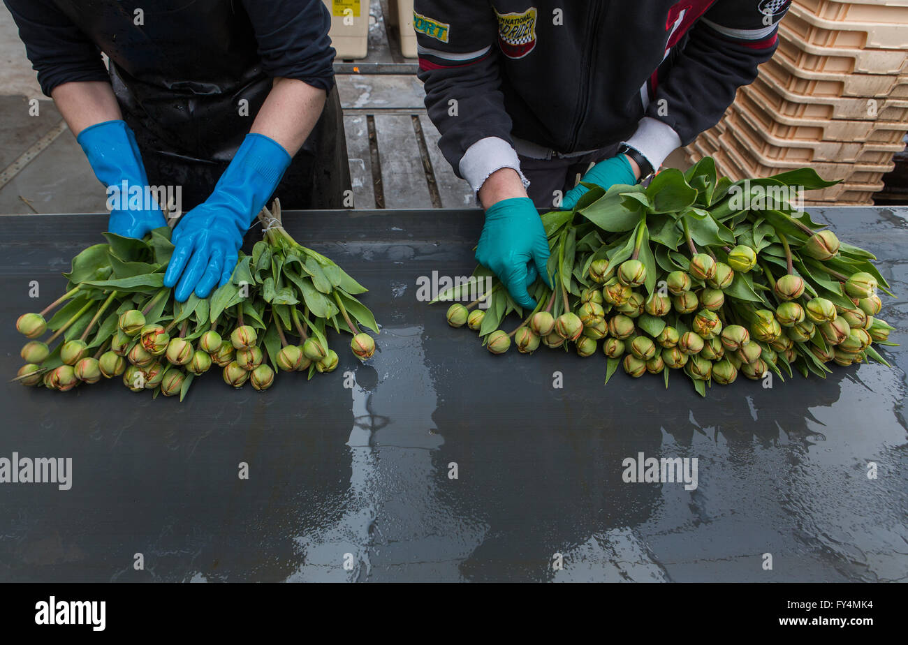processing of tulips after being harvested. Most workers are Polish ...