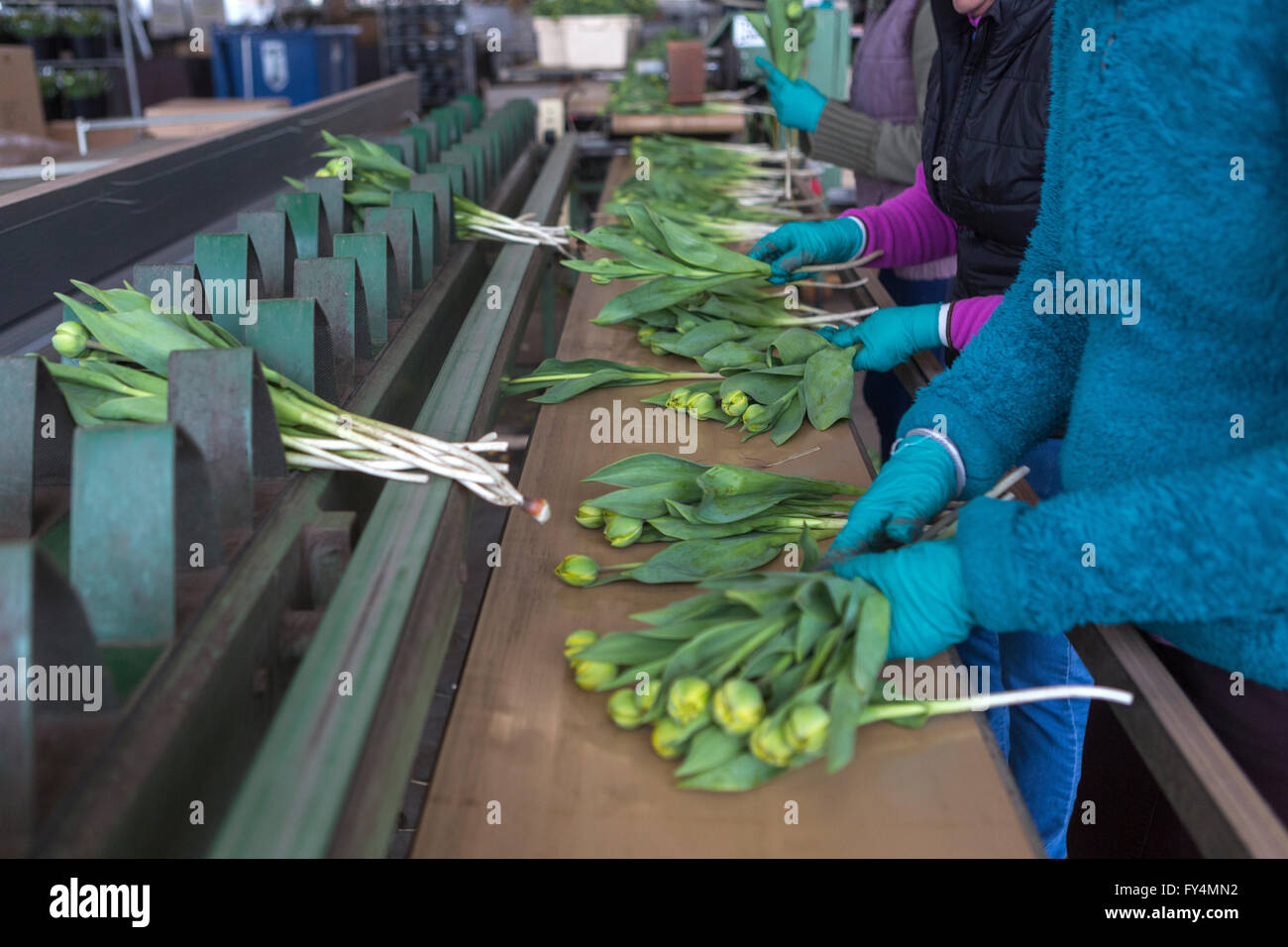 processing of tulips after being harvested. Most workers are Polish ...