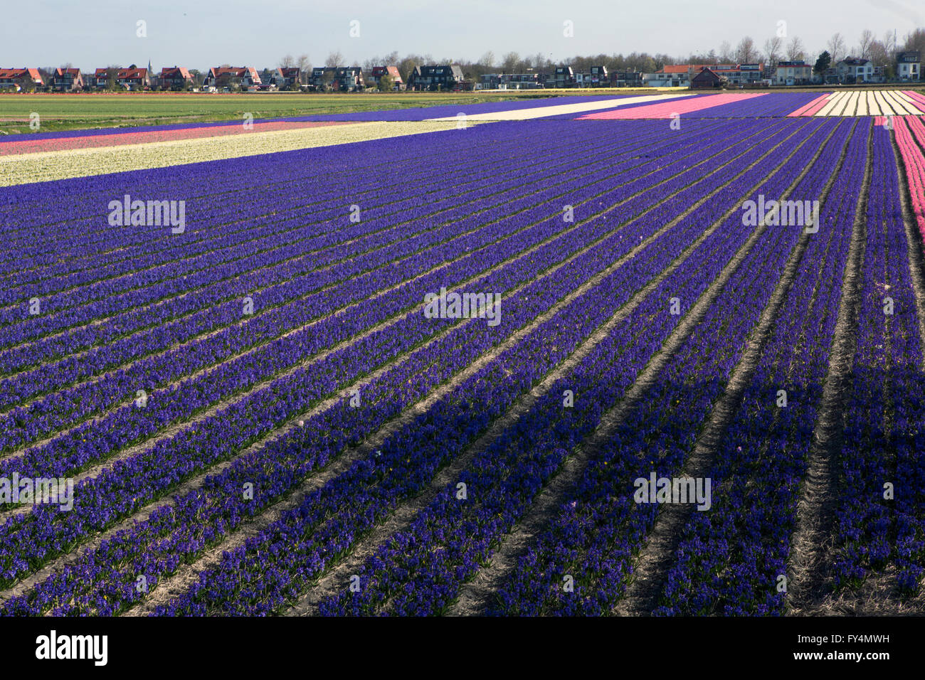flower fields in the Netherlands Stock Photo - Alamy