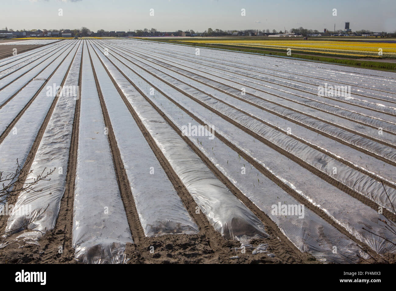 Dutch field hi-res stock photography and images - Alamy