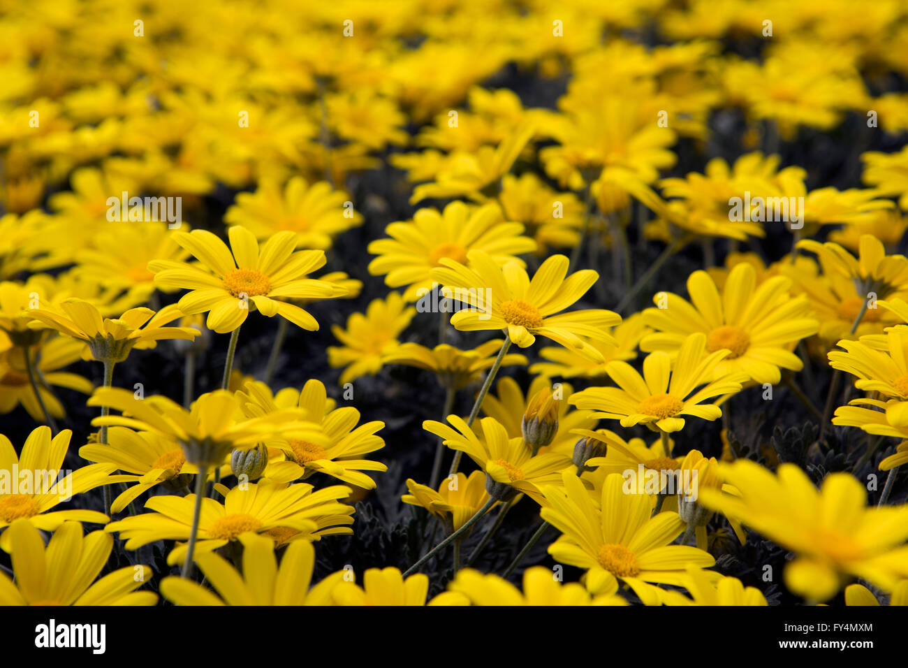 Farmer harvest yellow daisy hi-res stock photography and images - Alamy